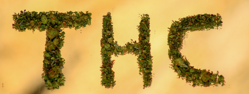 Purple OG Strain Review - Togo Weed