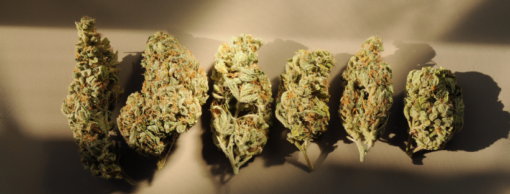 Hybrid Weed: The Beginner’s Guide To Understanding Hybrids - Togo Weed